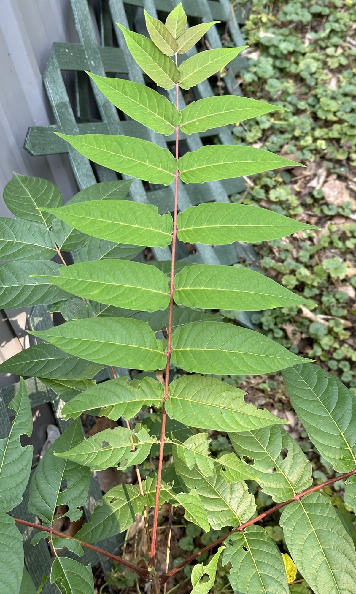Tree of Heaven? More like Tree of Everywhere! - Barnegat Bay Partnership