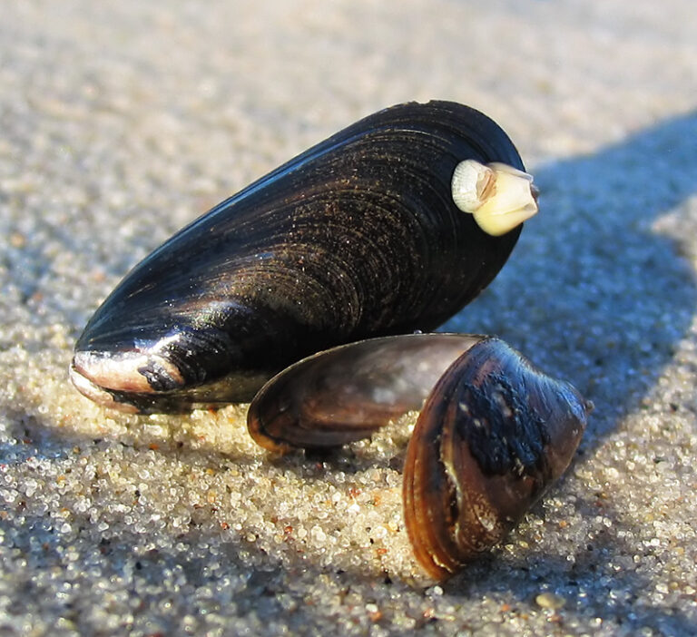 Blue Mussel - Barnegat Bay Partnership