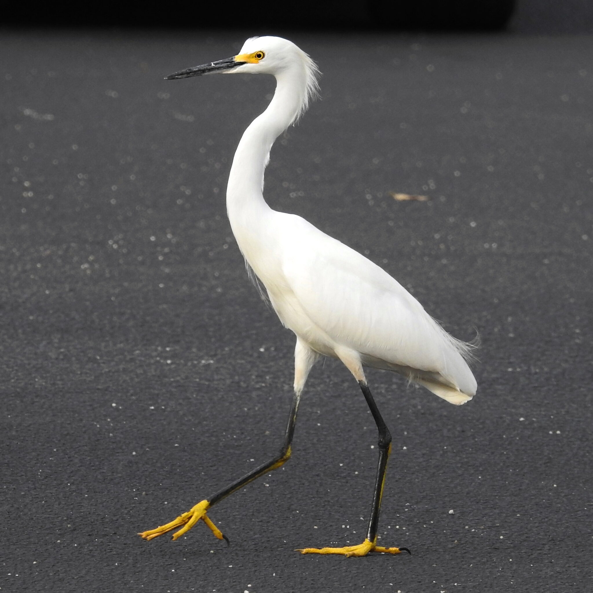 Snowy Egret - Barnegat Bay Partnership