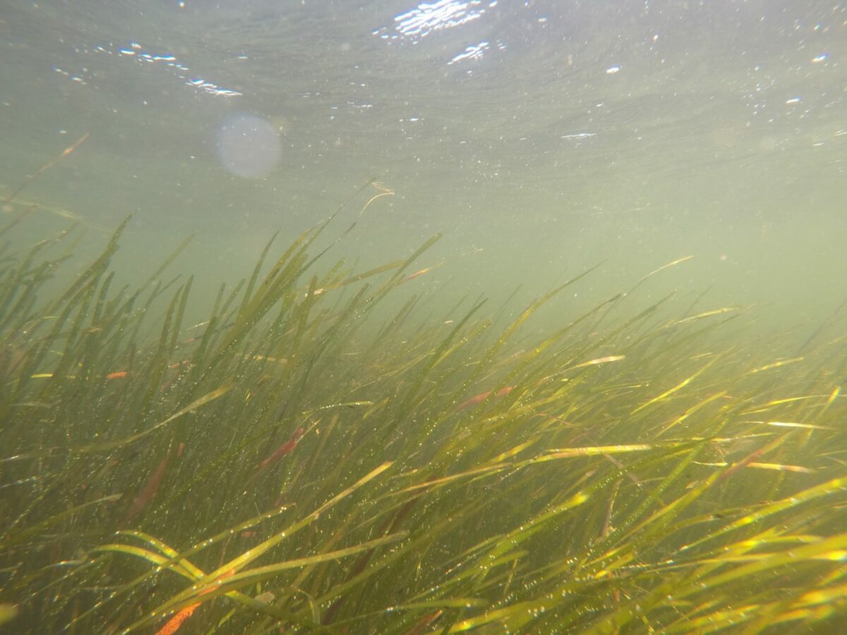 Submerged Aquatic Vegetation - Barnegat Bay Partnership