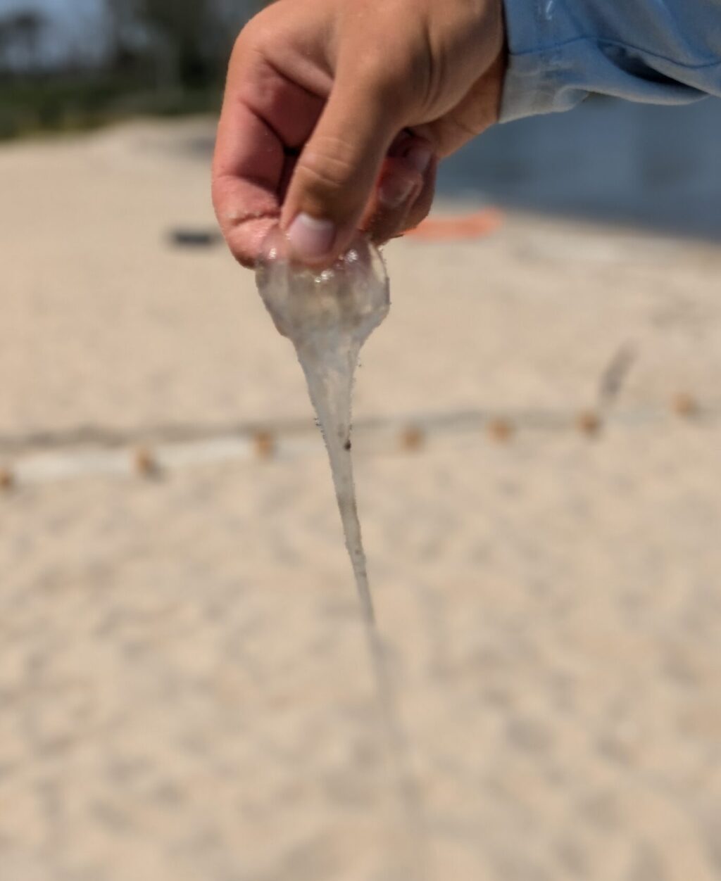 Bay Nettle Jellyfish - Barnegat Bay Partnership